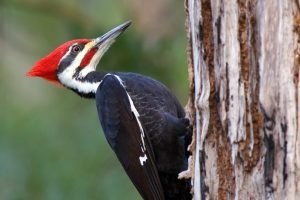 Perché lo stemma delle Marche raffigura un picchio? Scopriamolo insieme